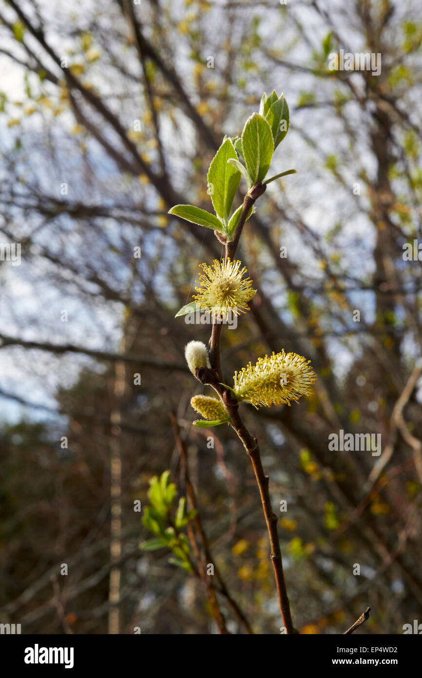 Willow blooming hi-res stock photography and images - Alamy