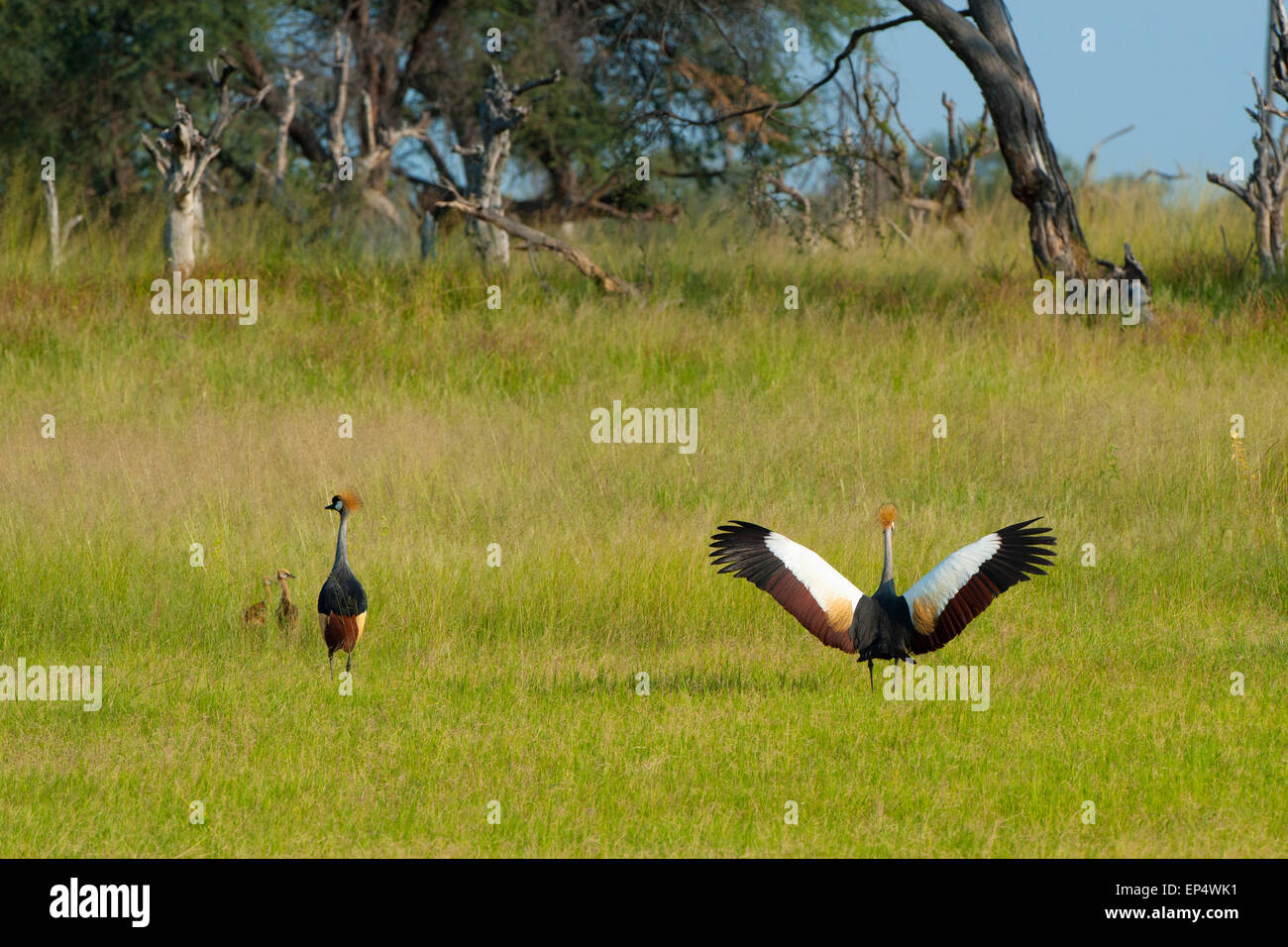 Victoria cross breeding hi-res stock photography and images - Alamy