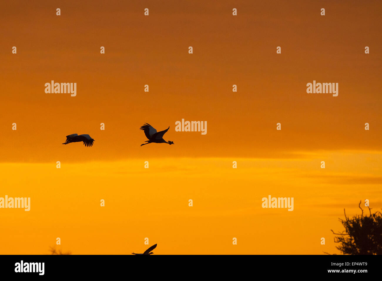 Animal Habitats In Silhouette High Resolution Stock Photography and ...