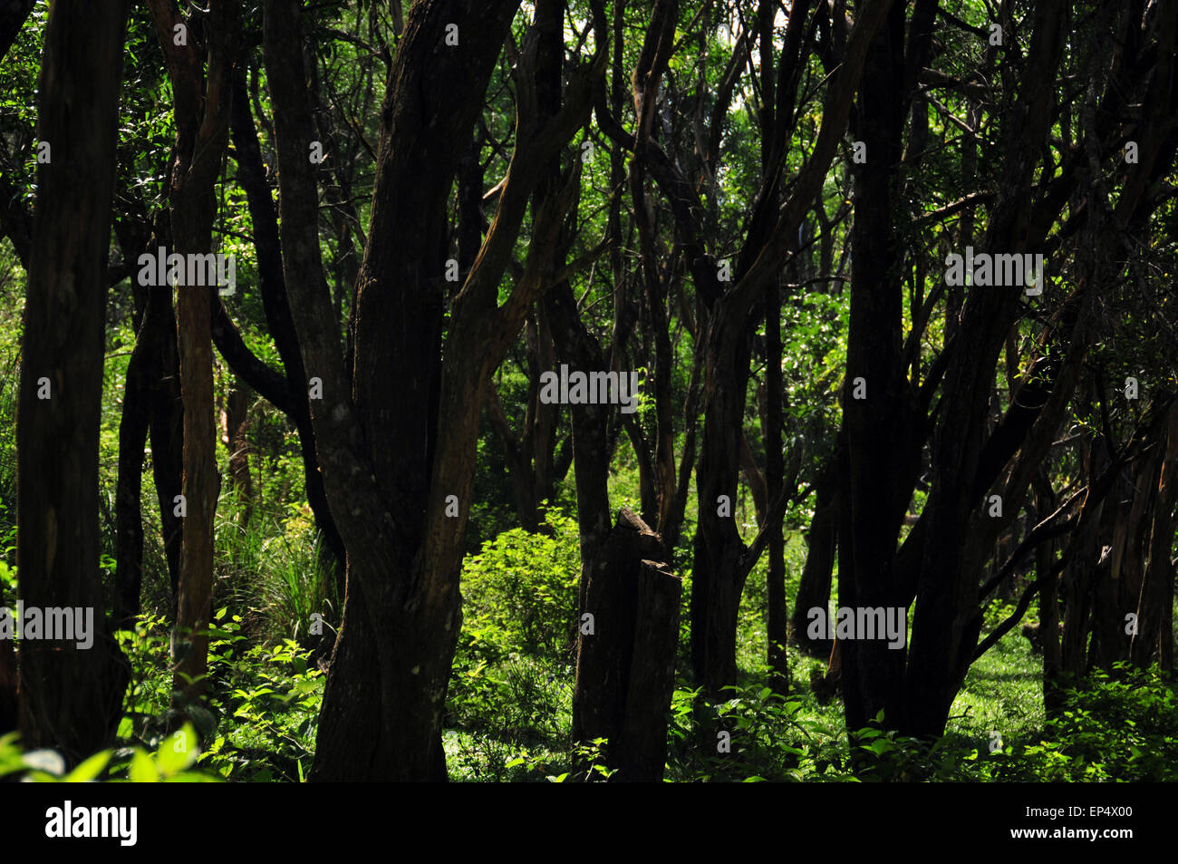 Beautiful wild trees Stock Photo - Alamy