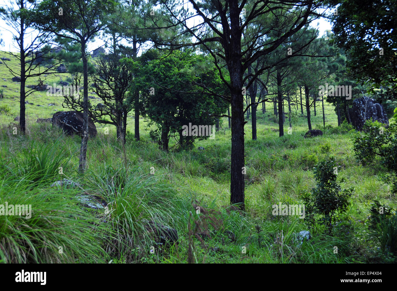 Wind trees in forest Stock Photo - Alamy