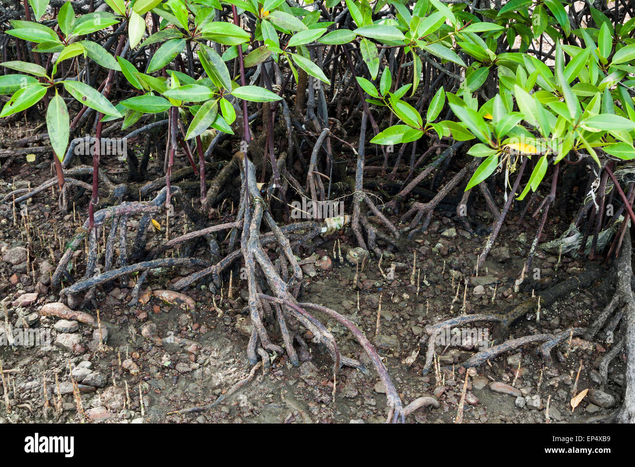 Mangrove root close up hi-res stock photography and images - Alamy