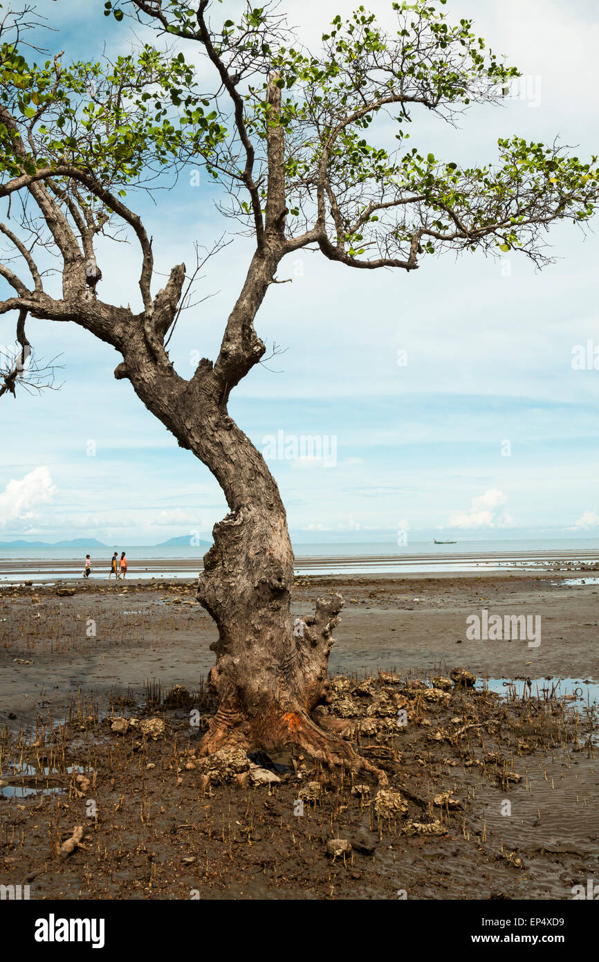 Mangrove Root Close Up High Resolution Stock Photography and Images - Alamy