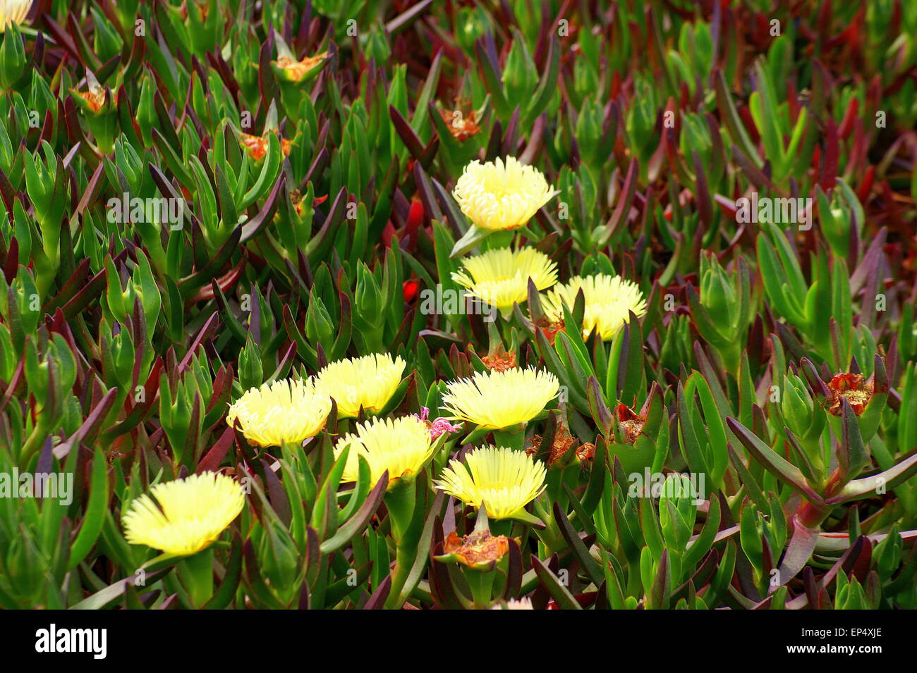 Shore flowers hi-res stock photography and images - Alamy