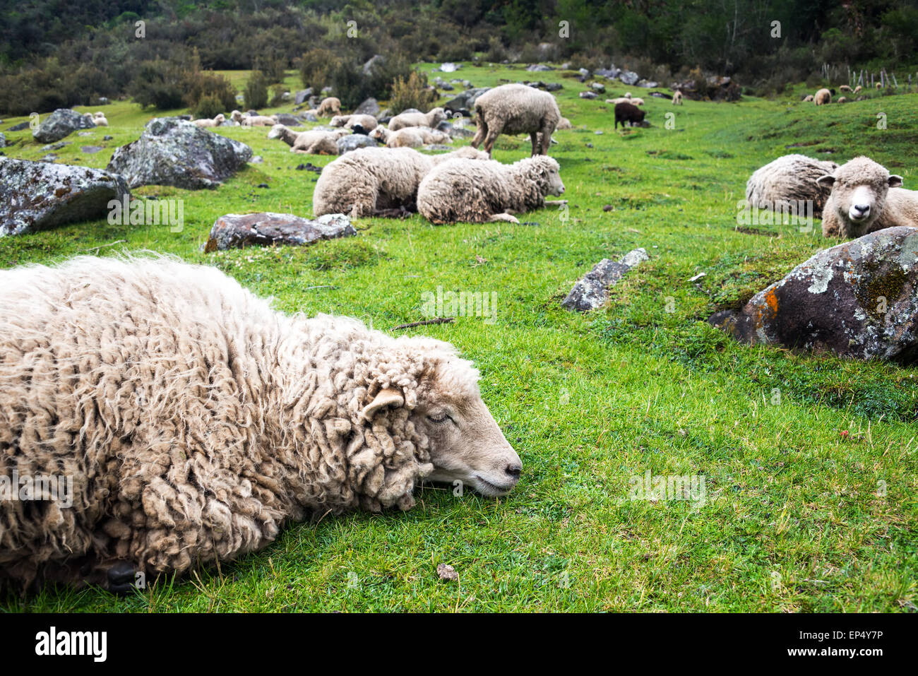 Peru huaraz andes sheep hi-res stock photography and images - Alamy