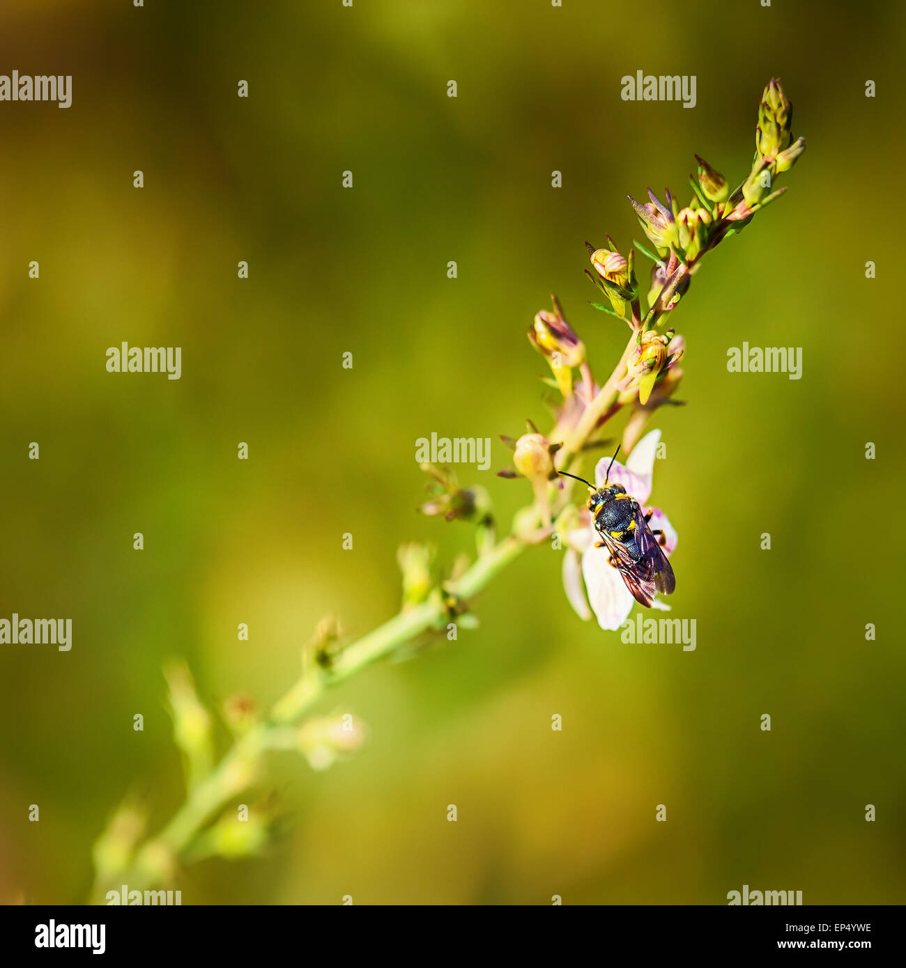 Bumblebee closeup flower green insect hi-res stock photography and ...