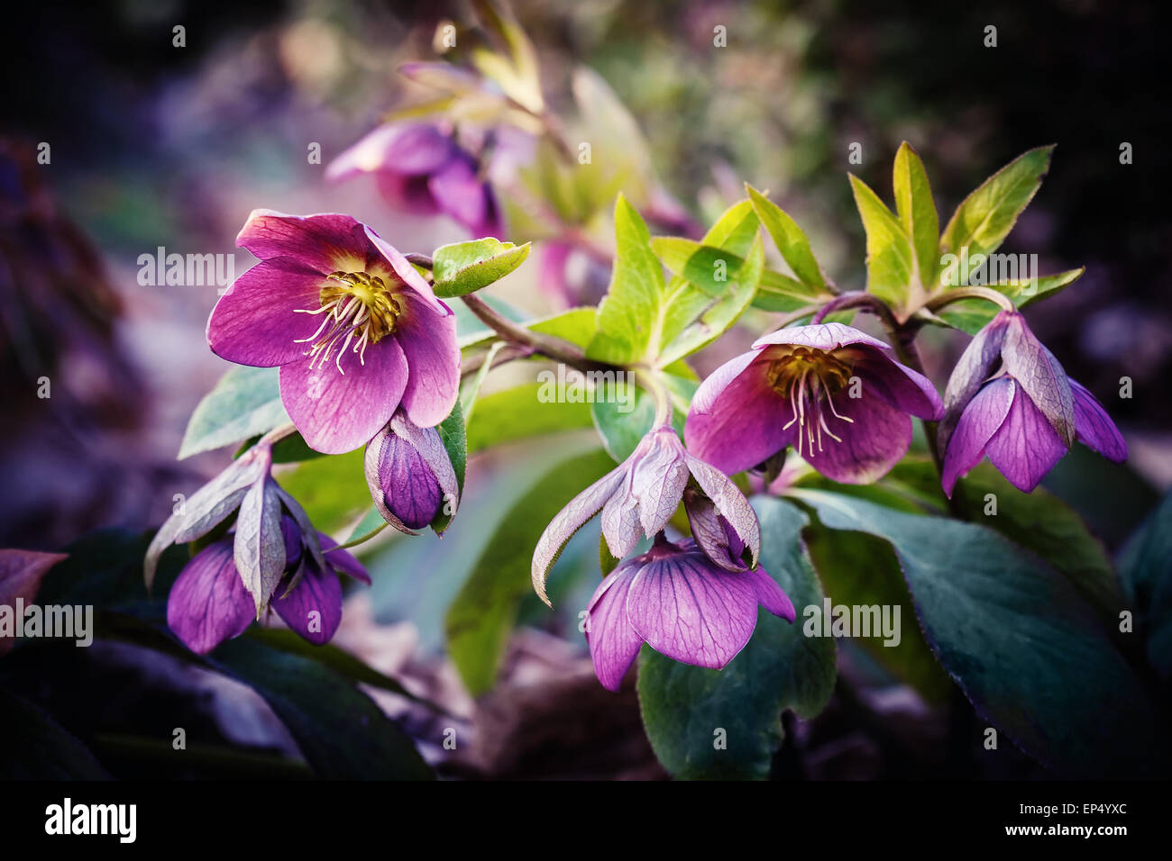 purple hellebore flower Stock Photo - Alamy