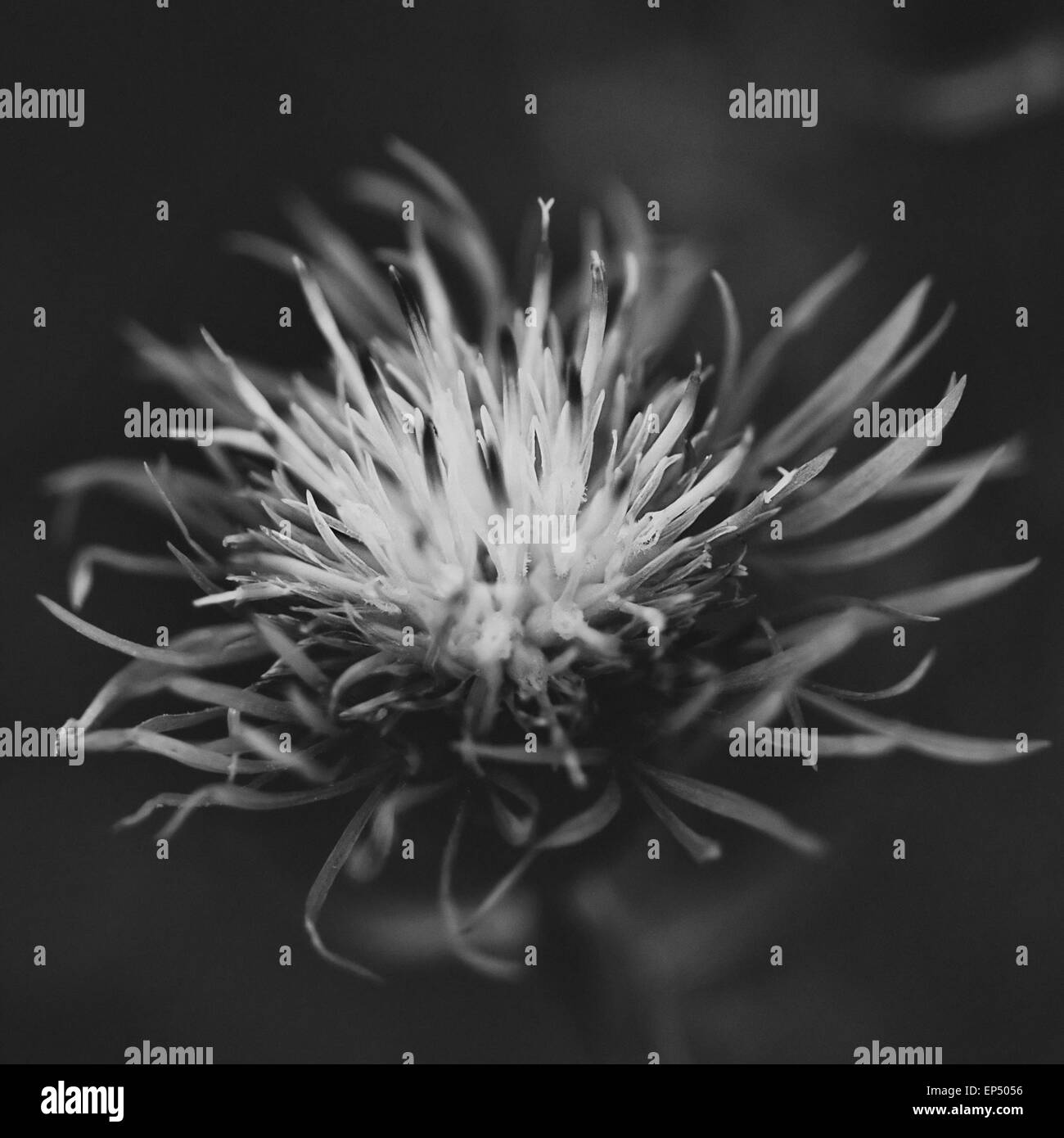 Open flower bud Black and White Stock Photos & Images - Alamy