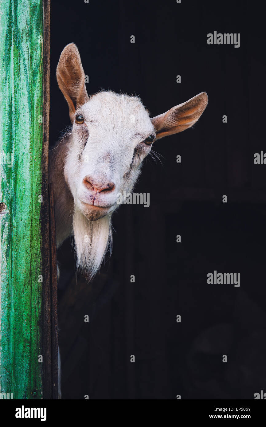 Hornless hi-res stock photography and images - Alamy