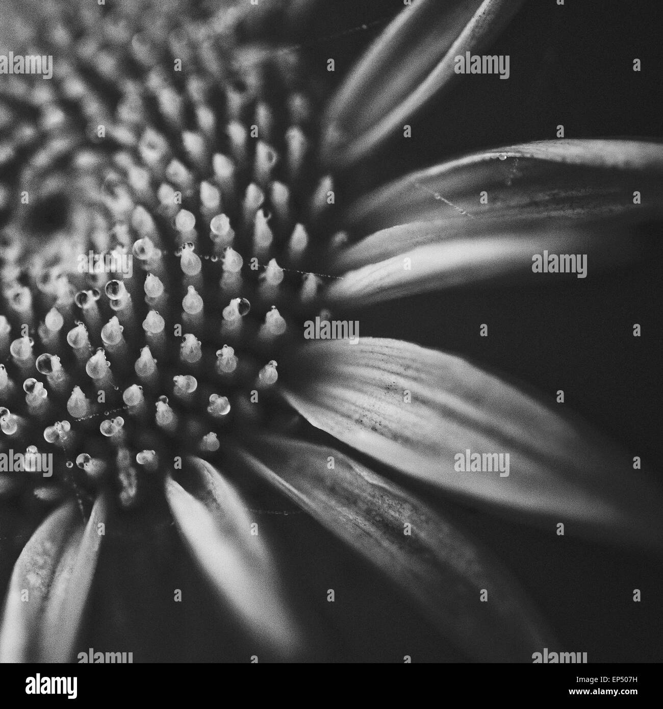 Open flower bud Black and White Stock Photos & Images - Alamy