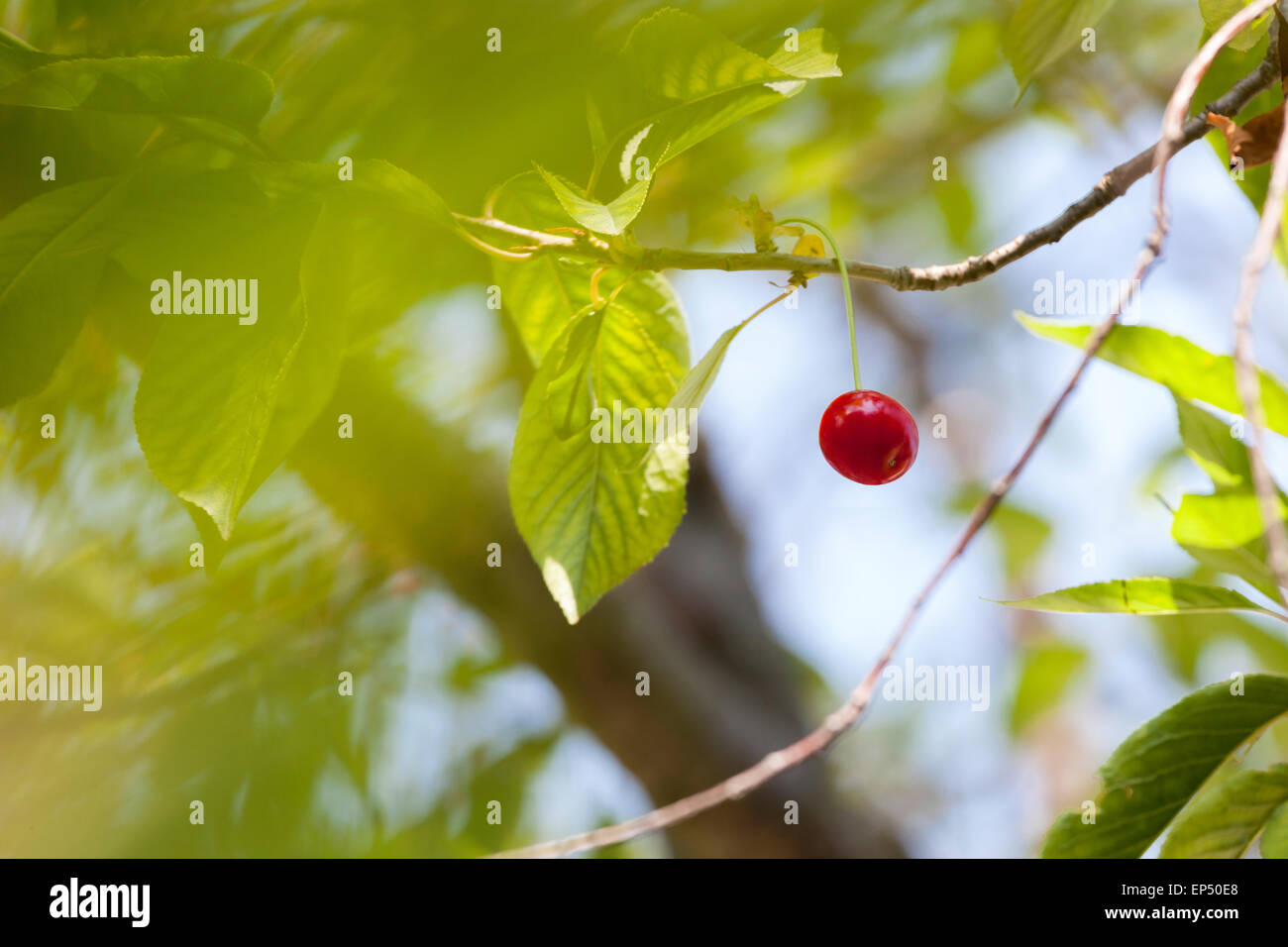 Cherry hanging on a cherry tree branch Stock Photo - Alamy