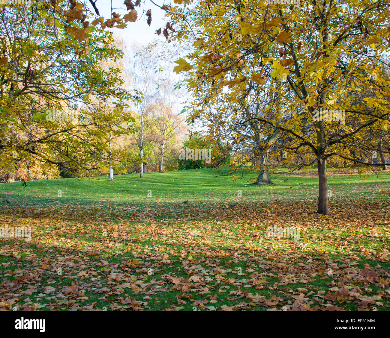 Fall autumn season in the forest Stock Photo - Alamy