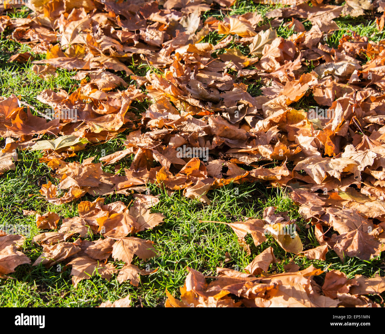 Fall autumn season in the forest Stock Photo - Alamy