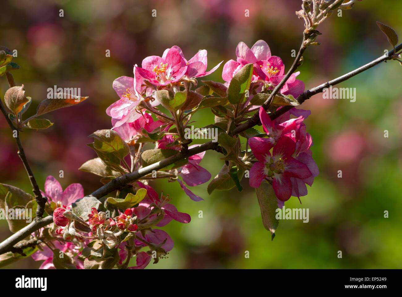 Dark pink fruit hi-res stock photography and images - Alamy