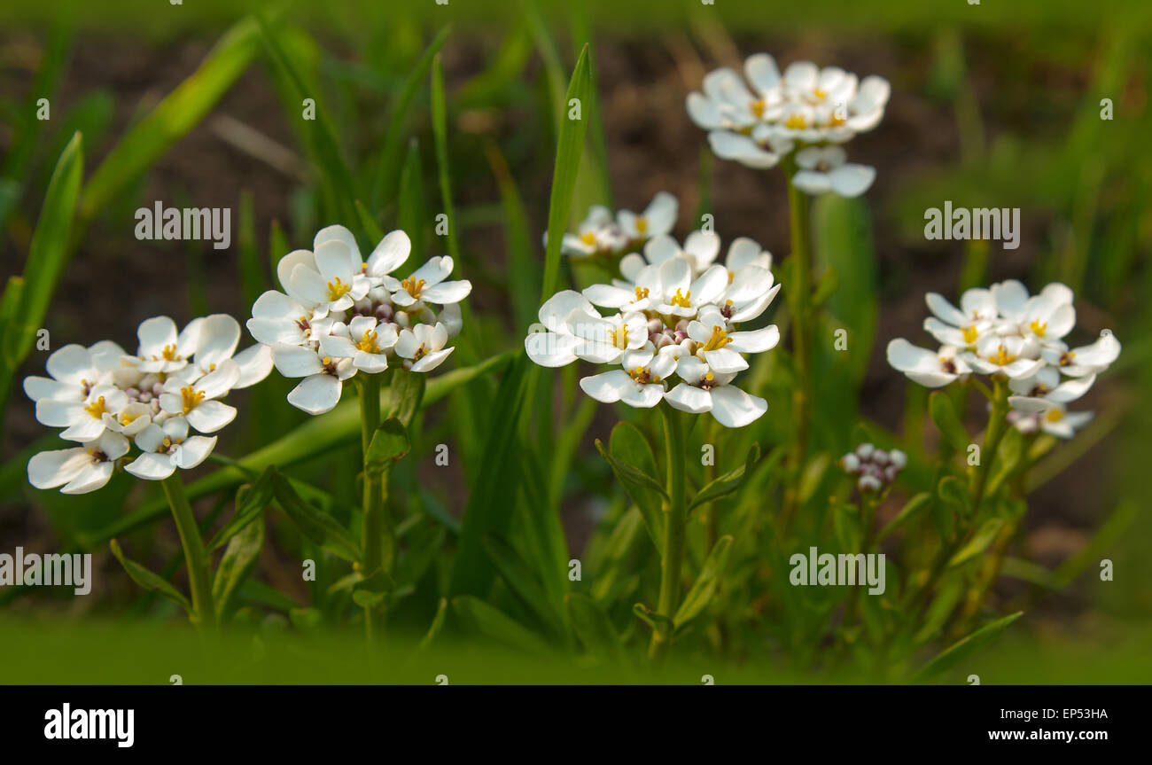White iberis flowers (Iberis umbellata Stock Photo - Alamy