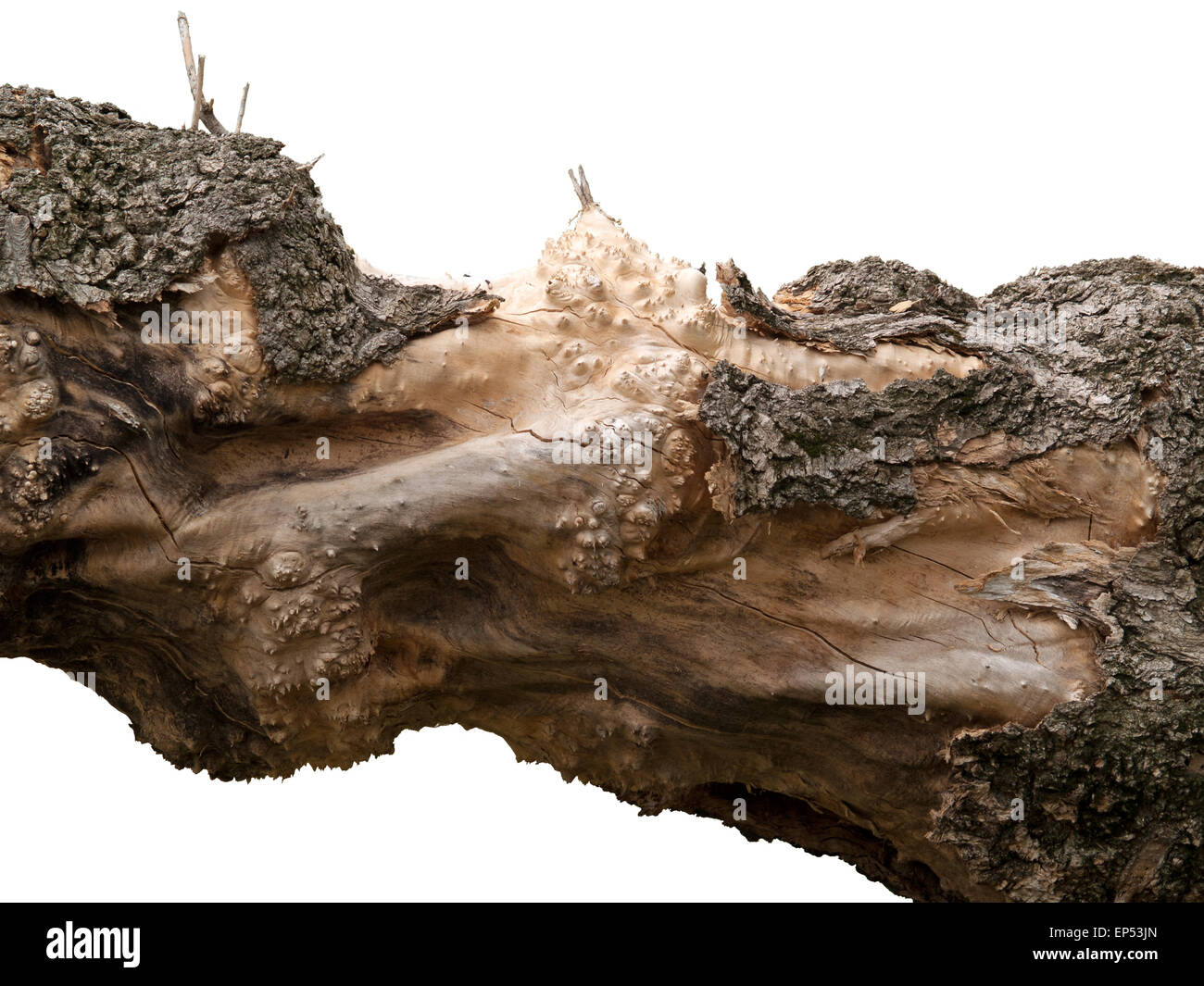 The trunk of the tree with stripped bark Stock Photo - Alamy