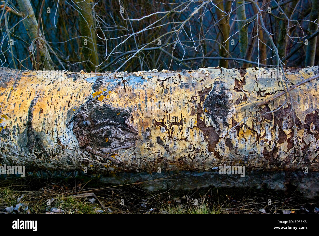 The fallen trunk of the aspen tree(Populus tremula Stock Photo - Alamy