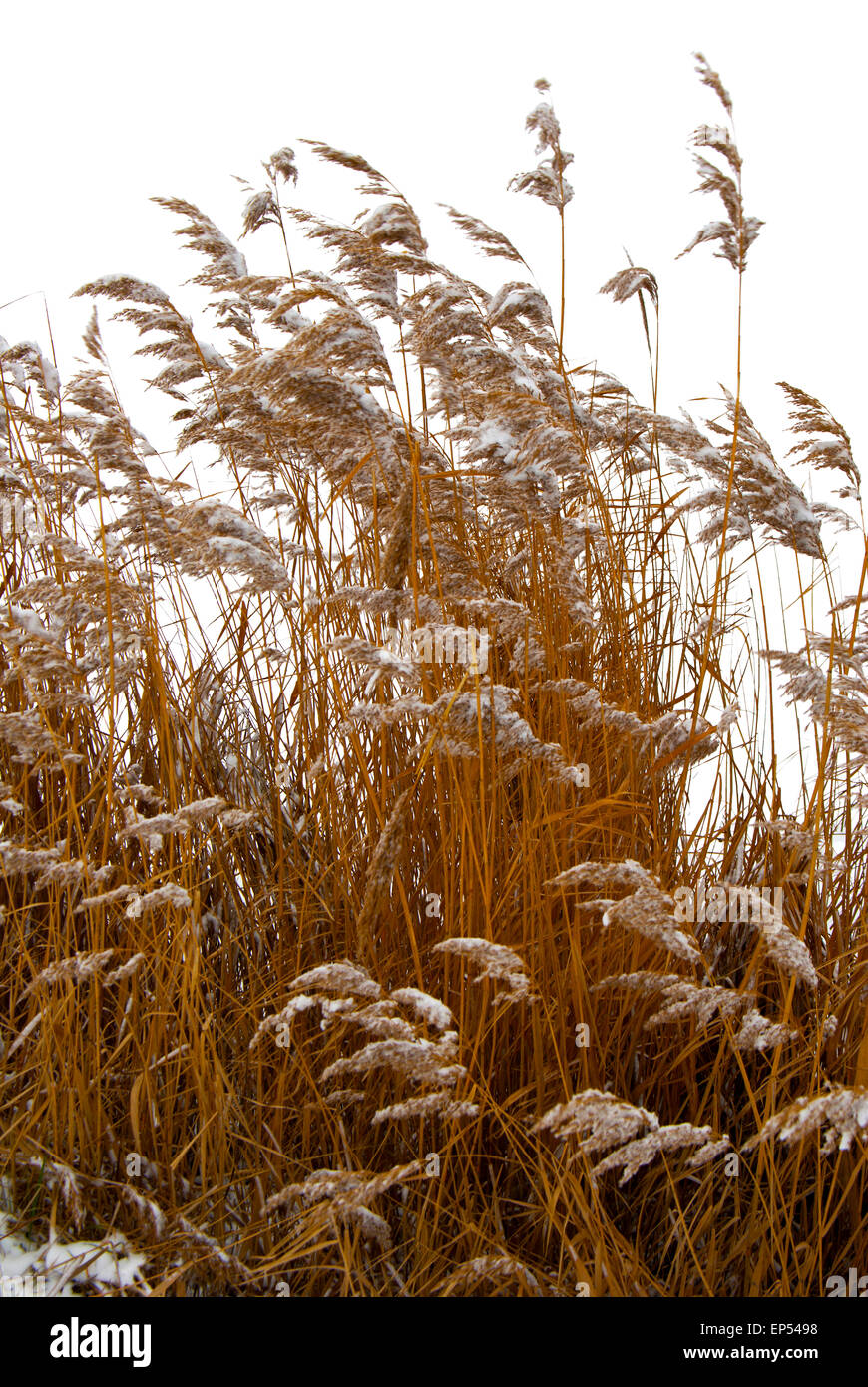 Dry herb reed (Phragmites communis), with cereals in winter covered ...
