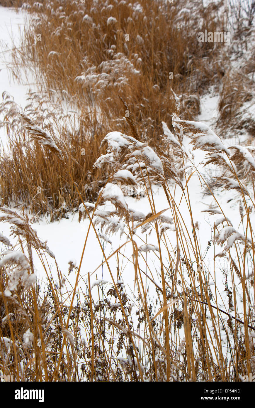Phragmites communis hi-res stock photography and images - Alamy