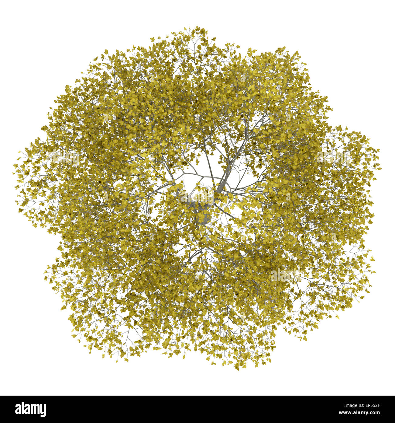 American beech tree hi-res stock photography and images - Alamy