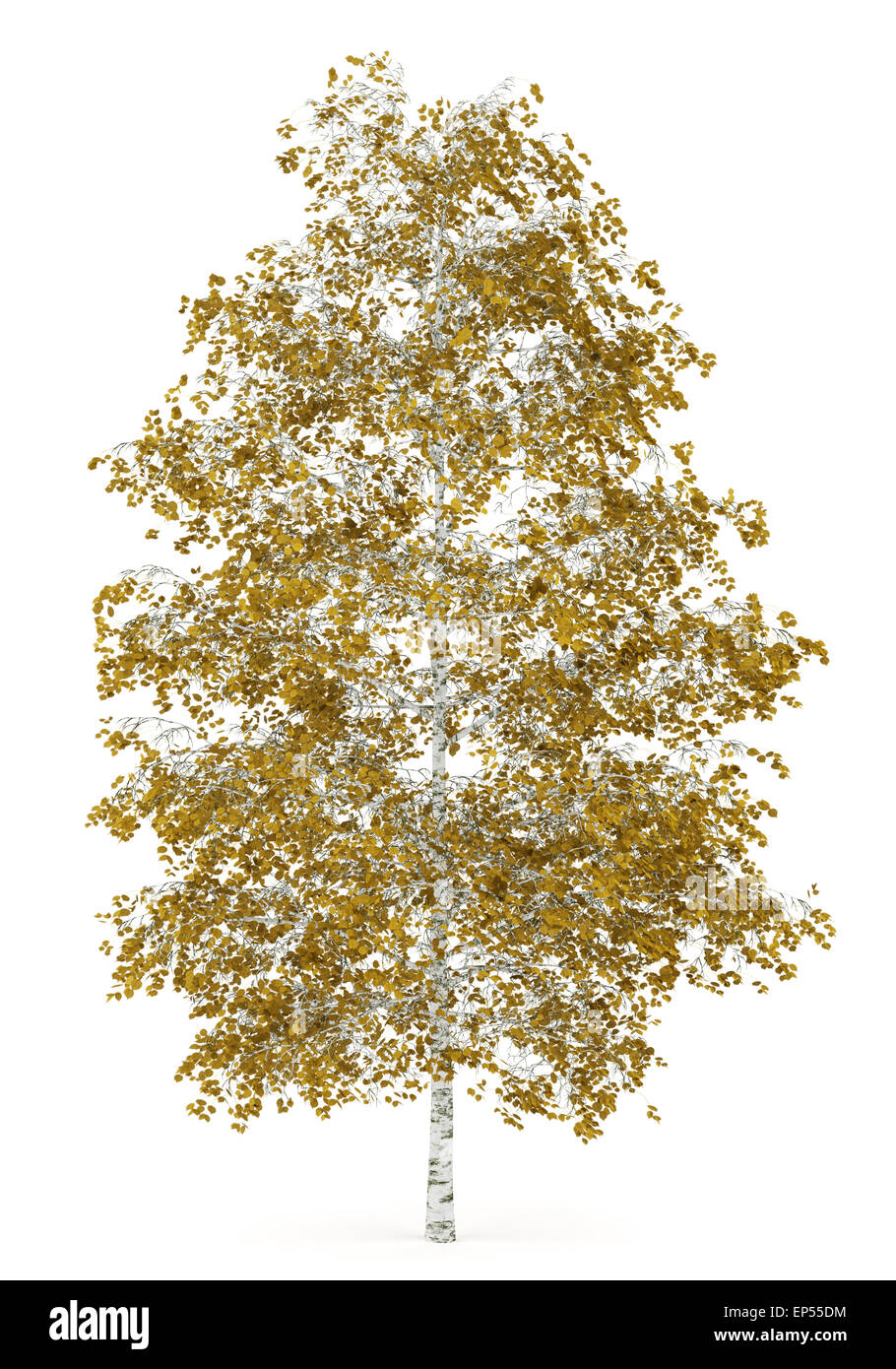 fall birch tree isolated on white background Stock Photo - Alamy