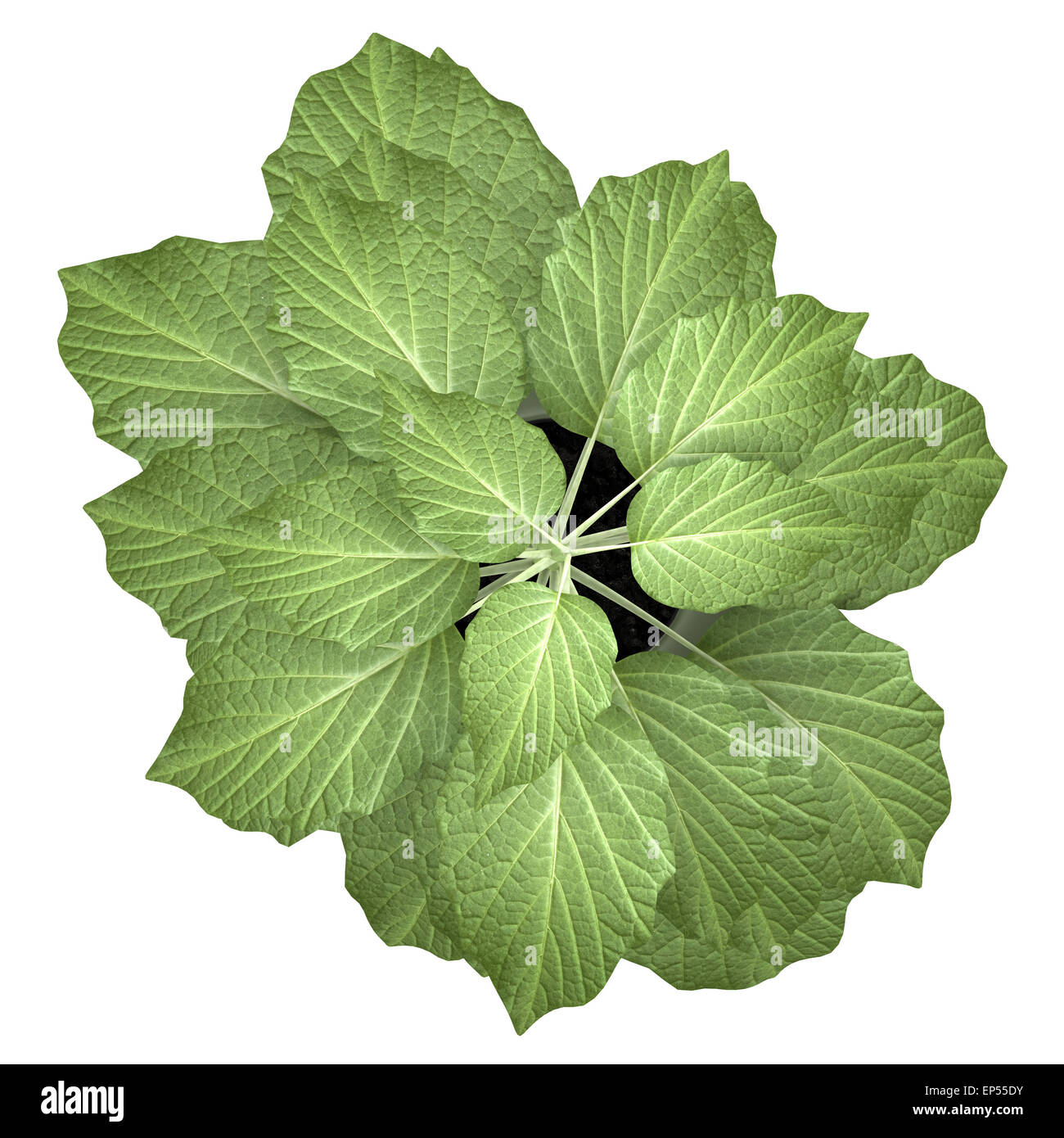 Pot plant top view hi-res stock photography and images - Alamy