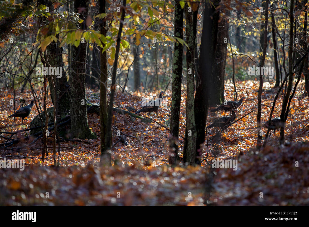 Turkeys in fall hi-res stock photography and images - Alamy