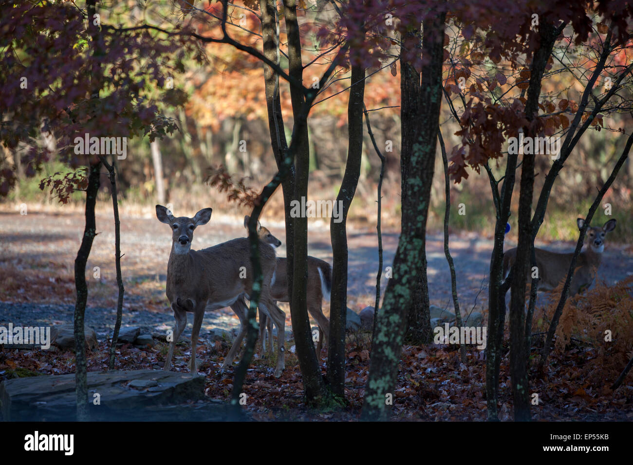 Deer in fall setting, Pennsylvania,USA Stock Photo - Alamy