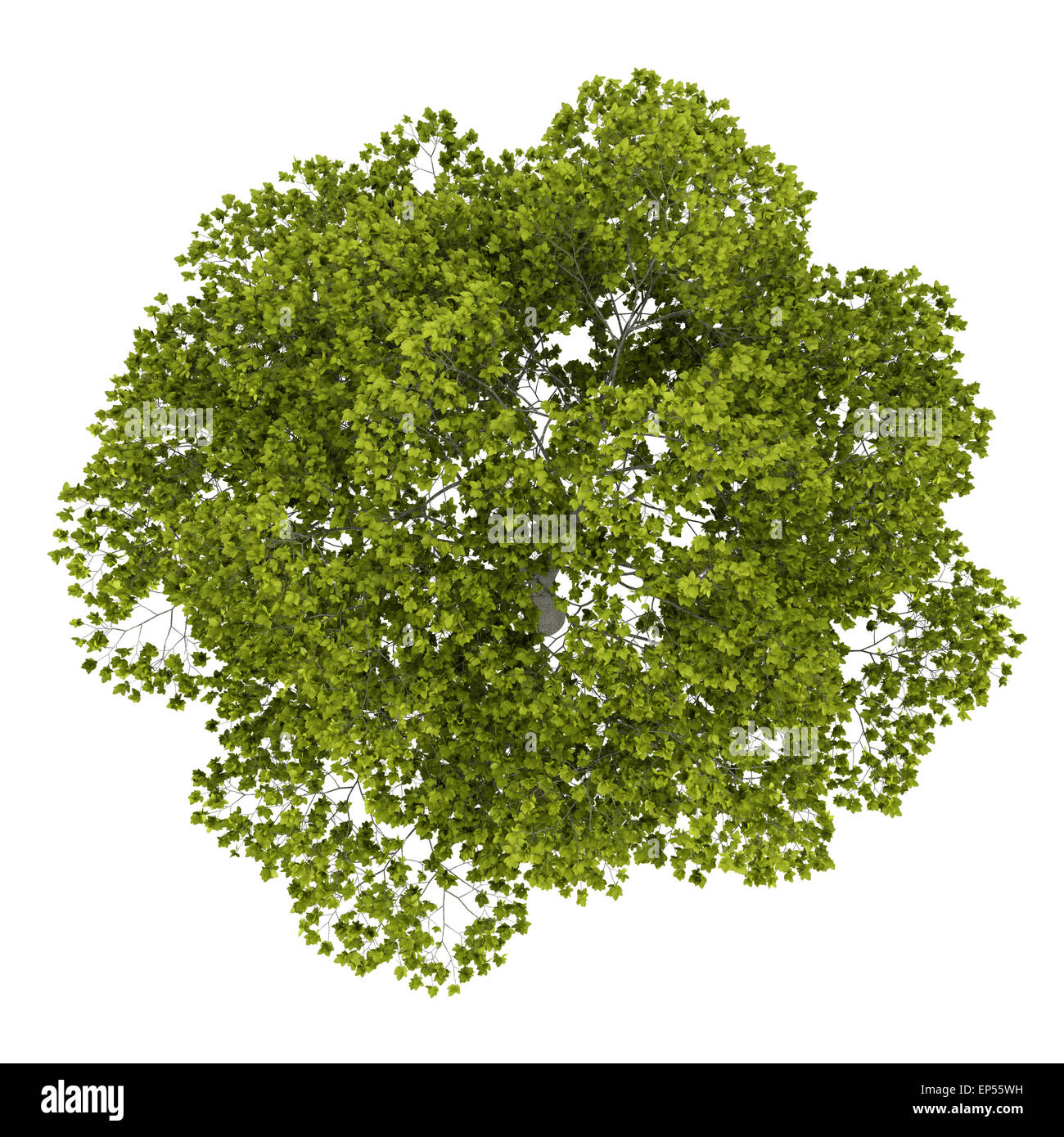 American beech tree hi-res stock photography and images - Alamy