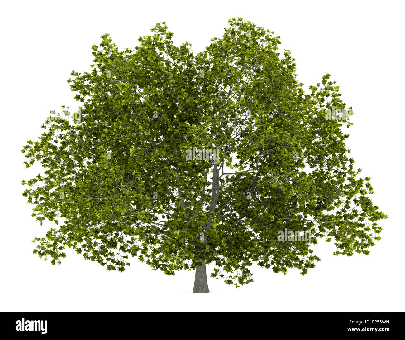 american beech tree isolated on white background Stock Photo - Alamy