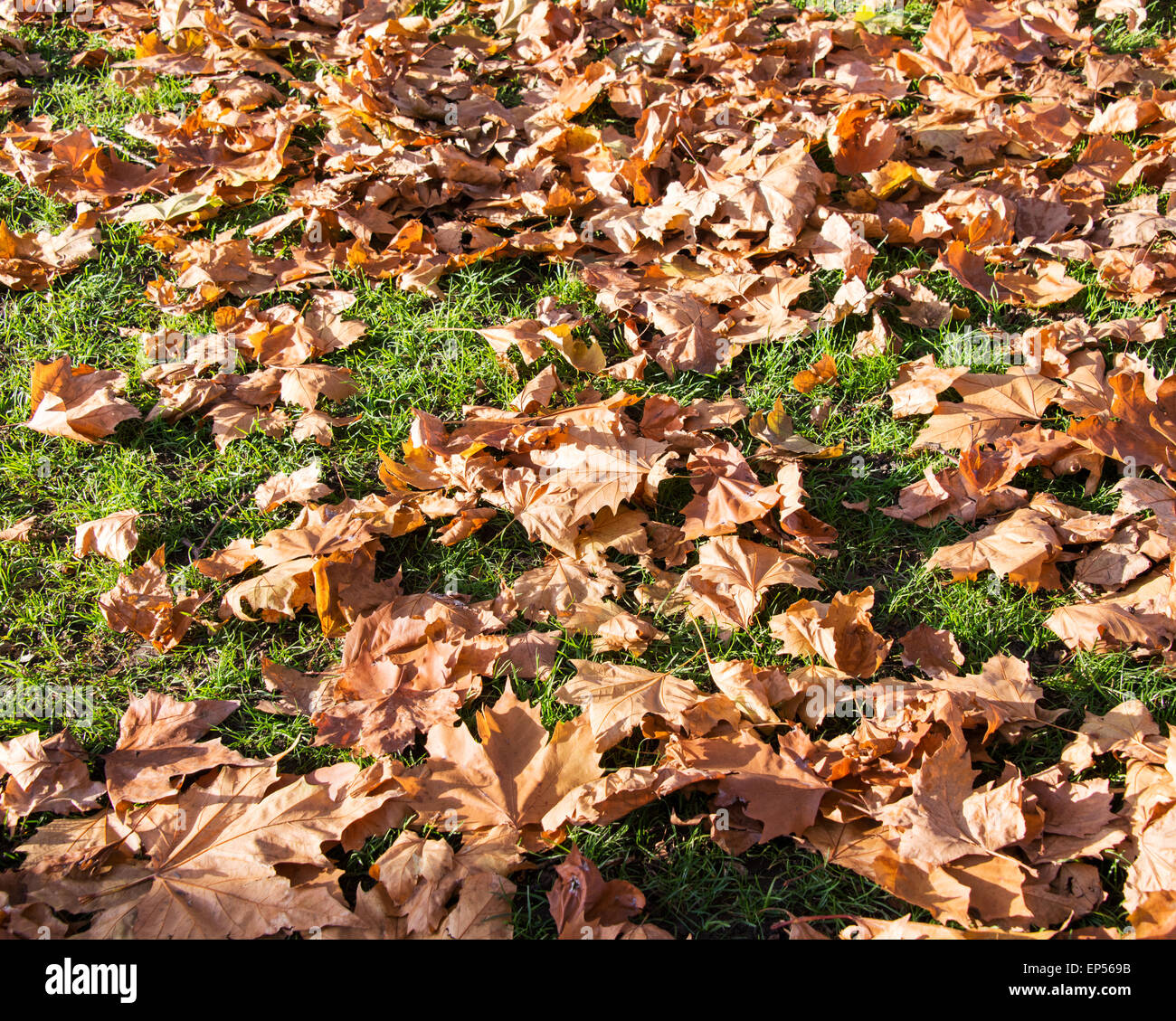 Fall autumn season in the forest Stock Photo - Alamy