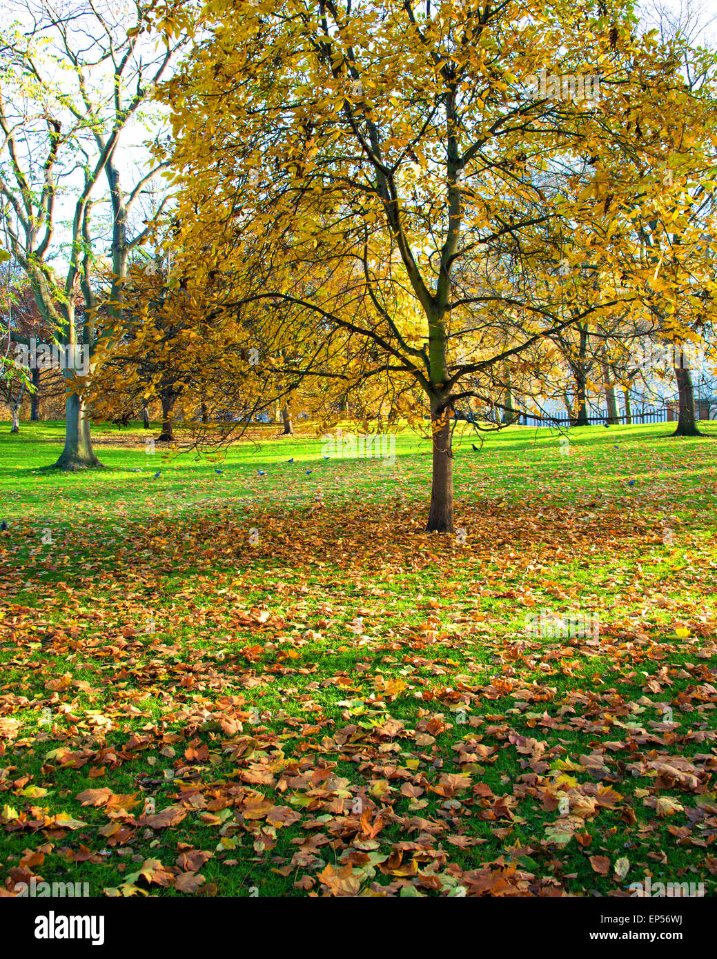 Fall autumn season in the forest Stock Photo - Alamy
