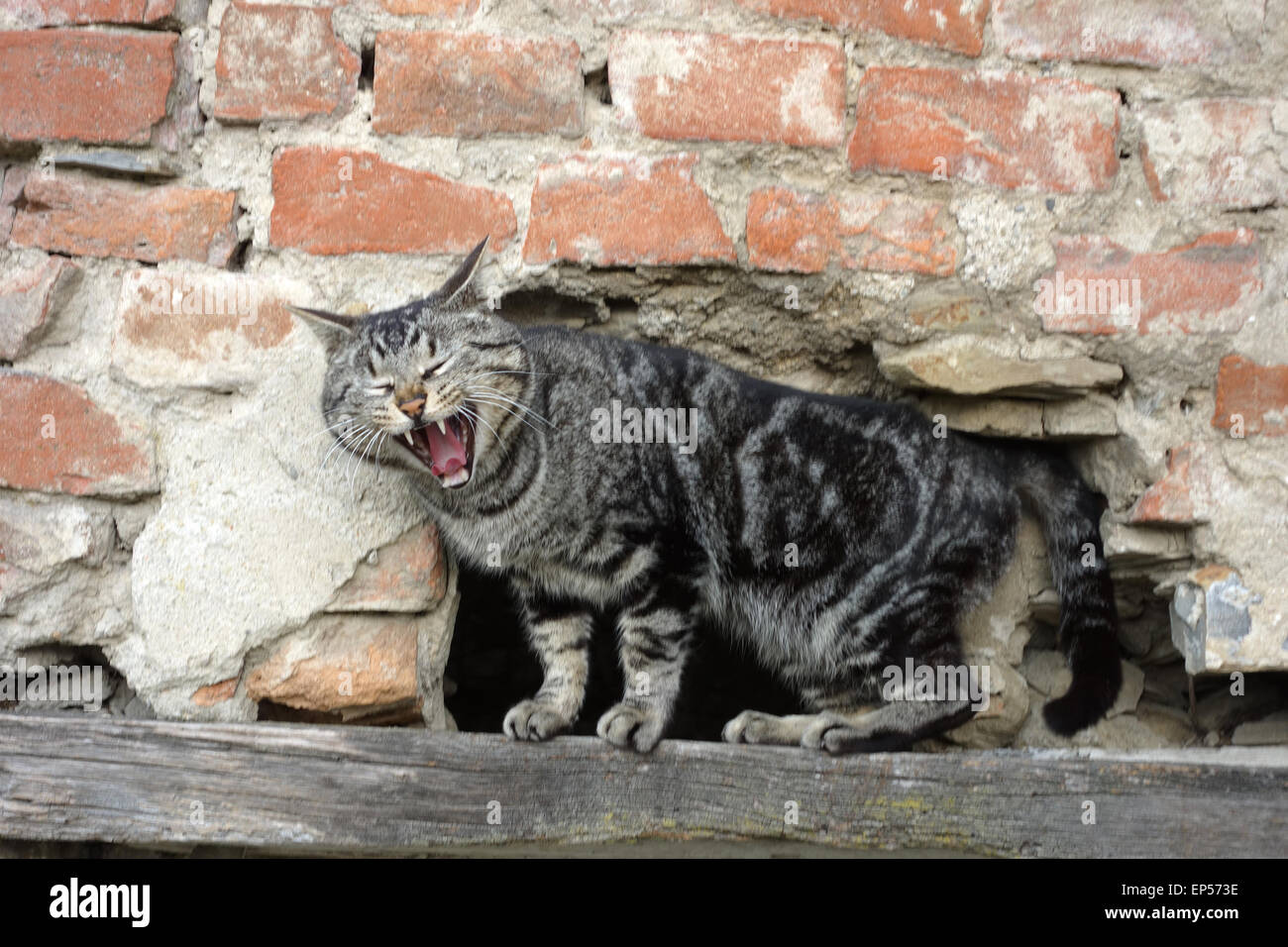 sleepy cat over an old brick wall Stock Photo - Alamy