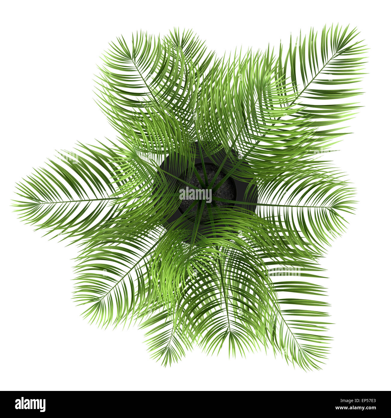 top view of palm tree in black pot isolated Stock Photo - Alamy