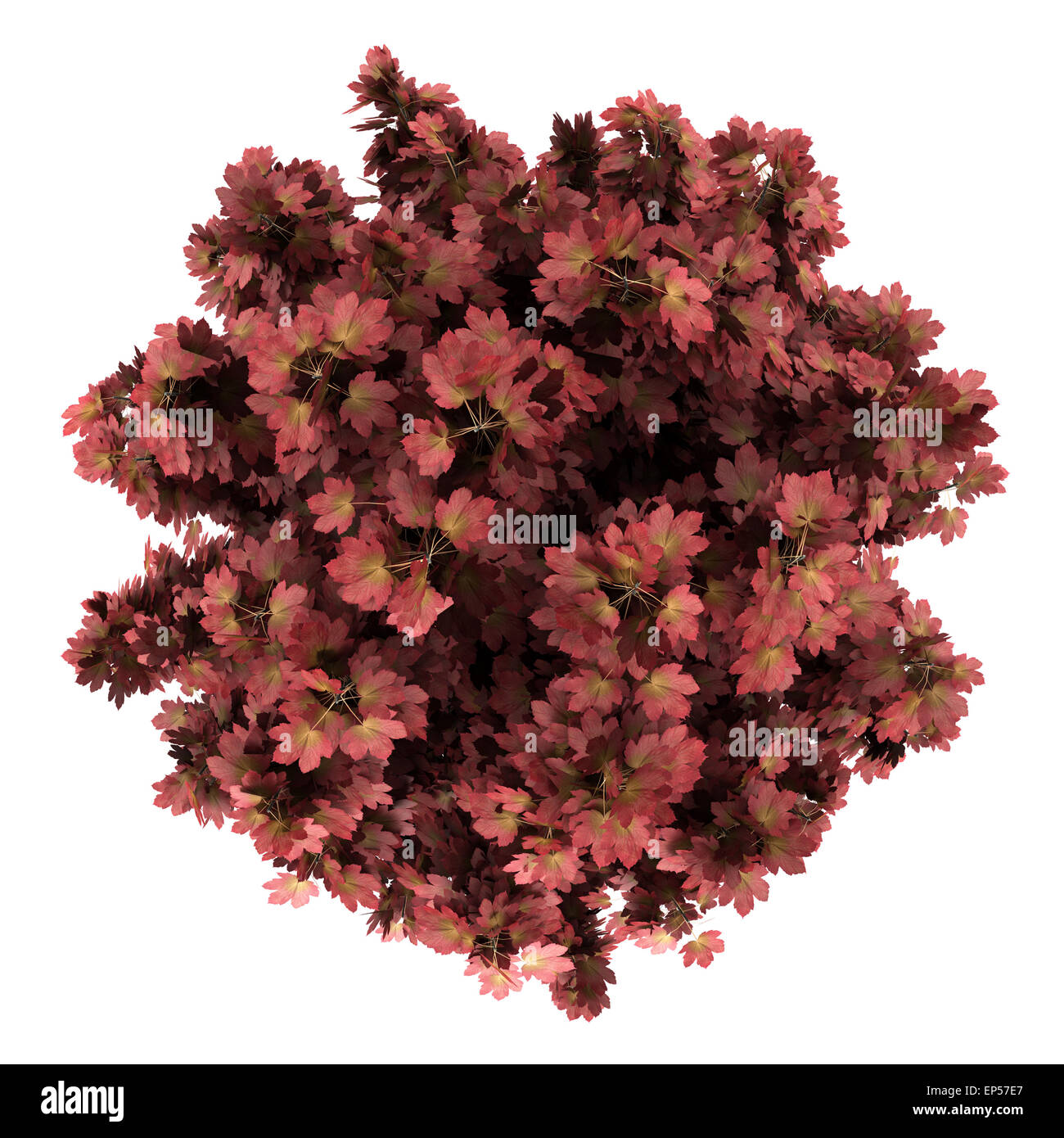 top view of red maple tree isolated on white Stock Photo - Alamy