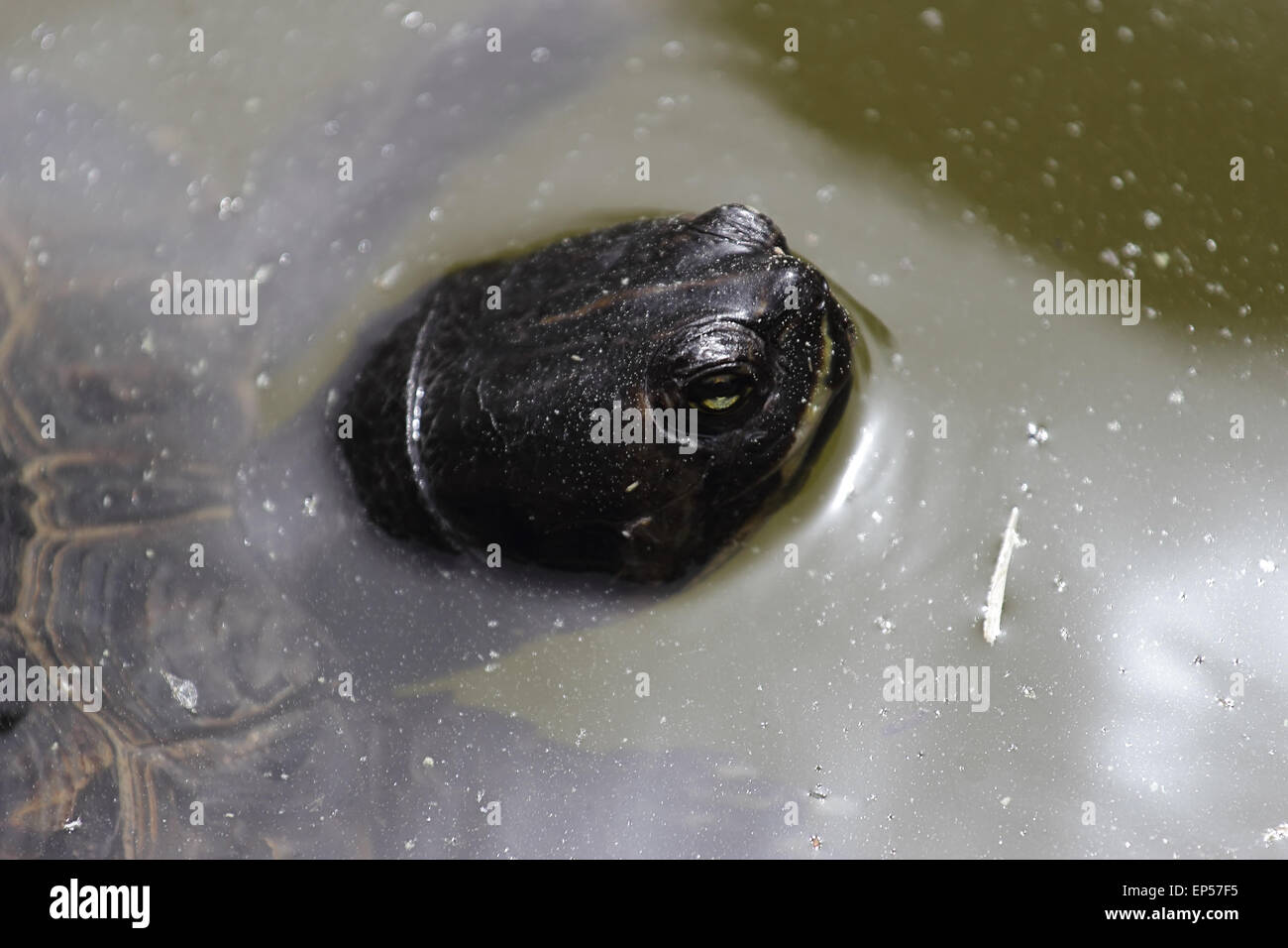 turtles swimming in a pond Stock Photo - Alamy