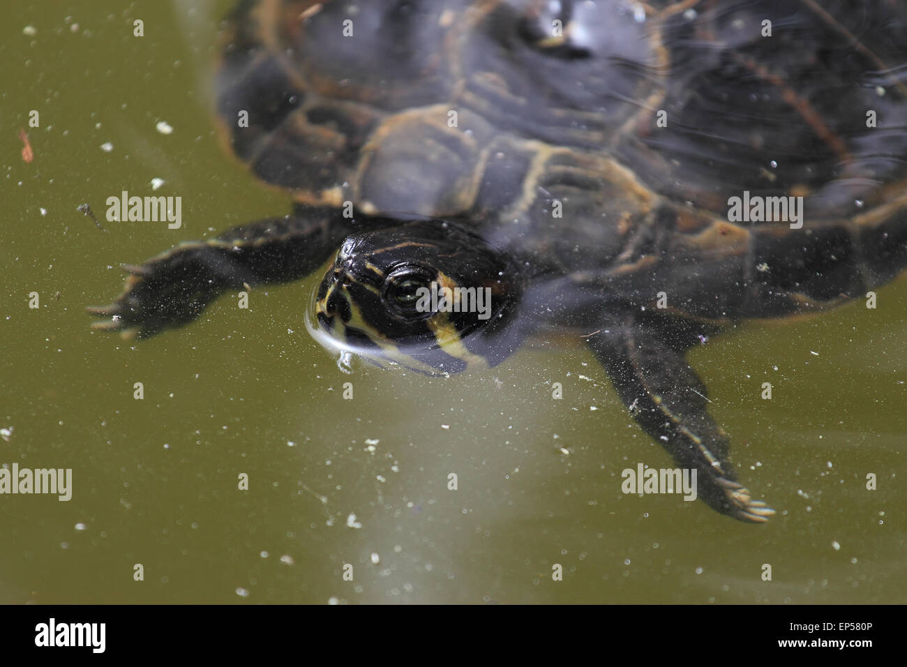 turtle swimming in a pond Stock Photo - Alamy