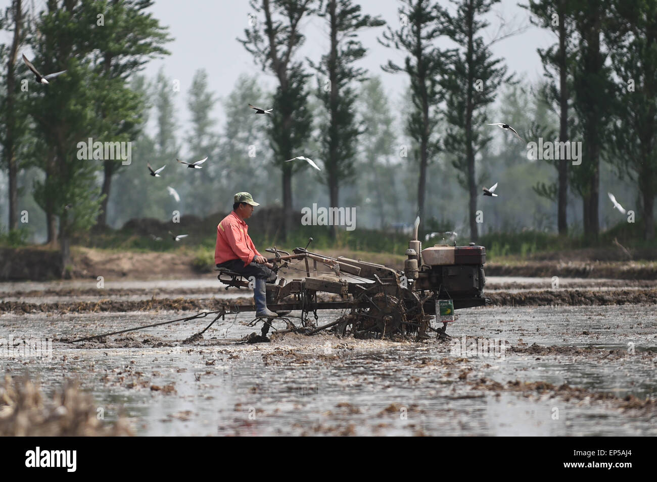 Panjin, China's Liaoning Province. 14th May, 2015. A farmer works in ...