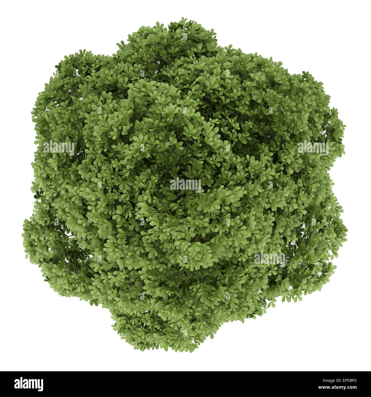 top view of chestnut tree isolated on white Stock Photo - Alamy