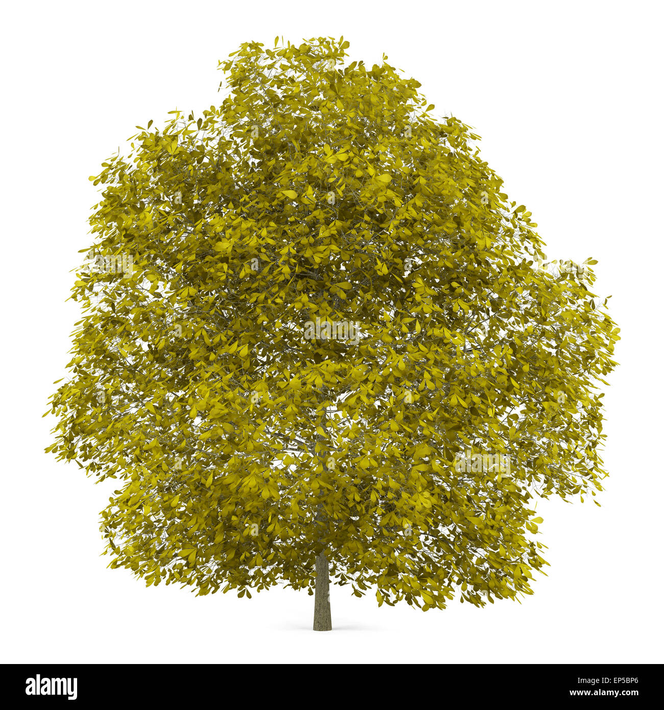 fall chestnut tree isolated on white background Stock Photo - Alamy
