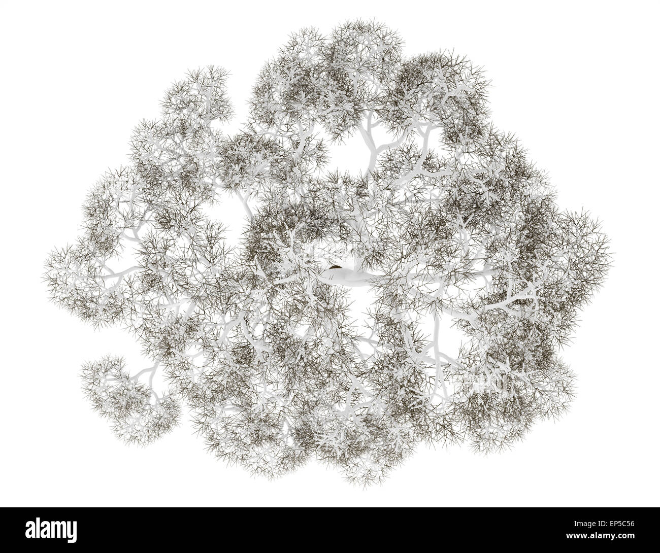 top view of winter english oak tree isolated Stock Photo - Alamy