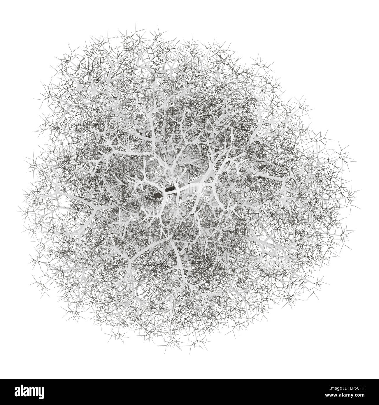 top view of winter common lime tree isolated Stock Photo - Alamy