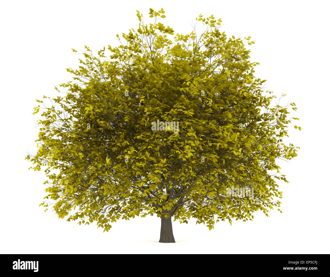 fall hornbeam tree isolated on white background Stock Photo - Alamy
