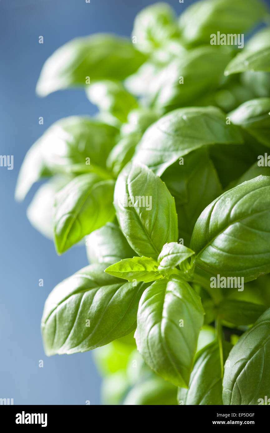 fresh basil leaves herb background Stock Photo - Alamy