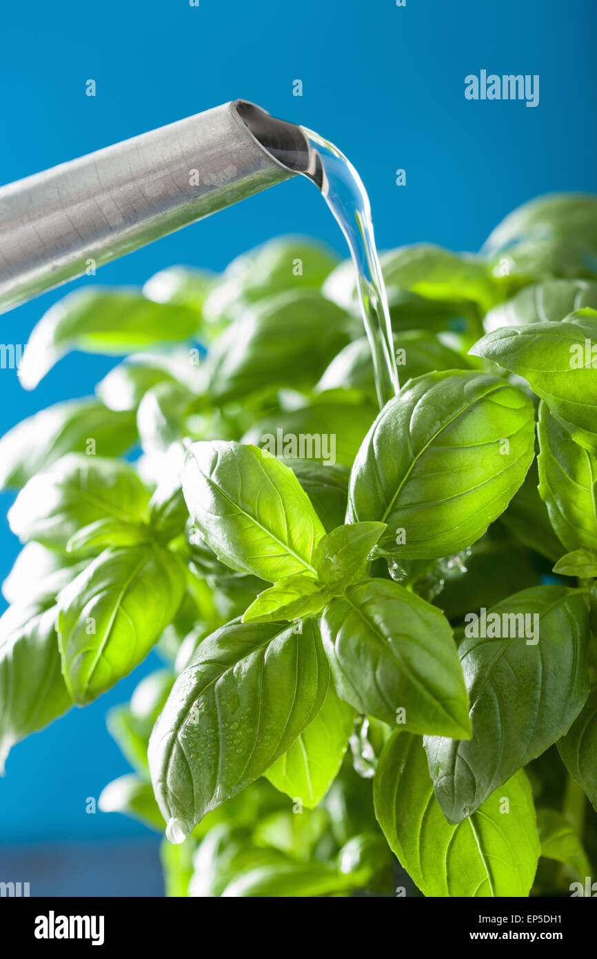 Watering basil hi-res stock photography and images - Alamy