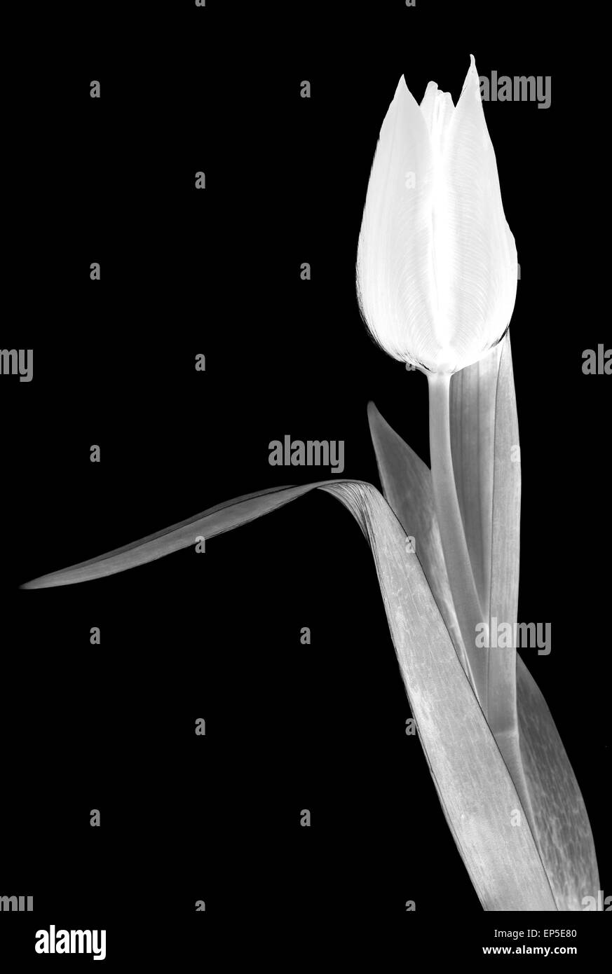 photogram of single tulip flower cutout Stock Photo - Alamy