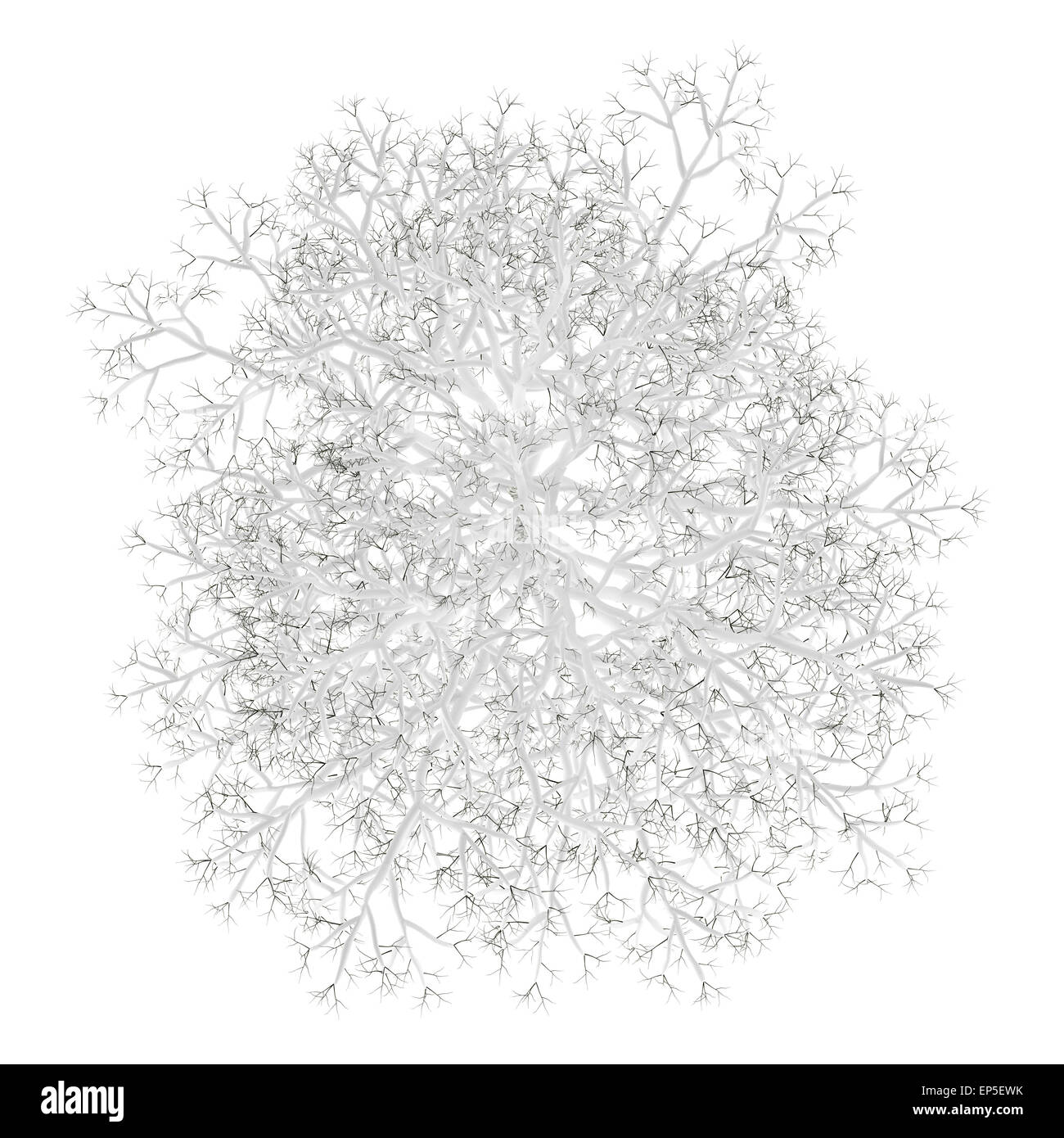 top view of winter birch tree isolated on white Stock Photo - Alamy