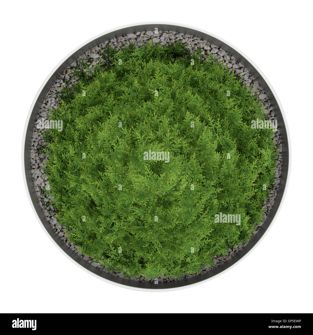 top view of thuja plant in pot isolated on white Stock Photo - Alamy