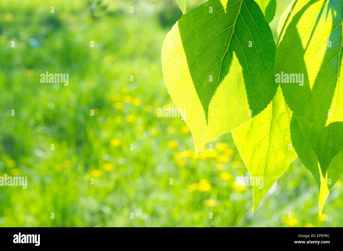 Green poplar leaves on defocused floral background Stock Photo - Alamy Green poplar leaves on defocused floral background Stock Photo - Alamy