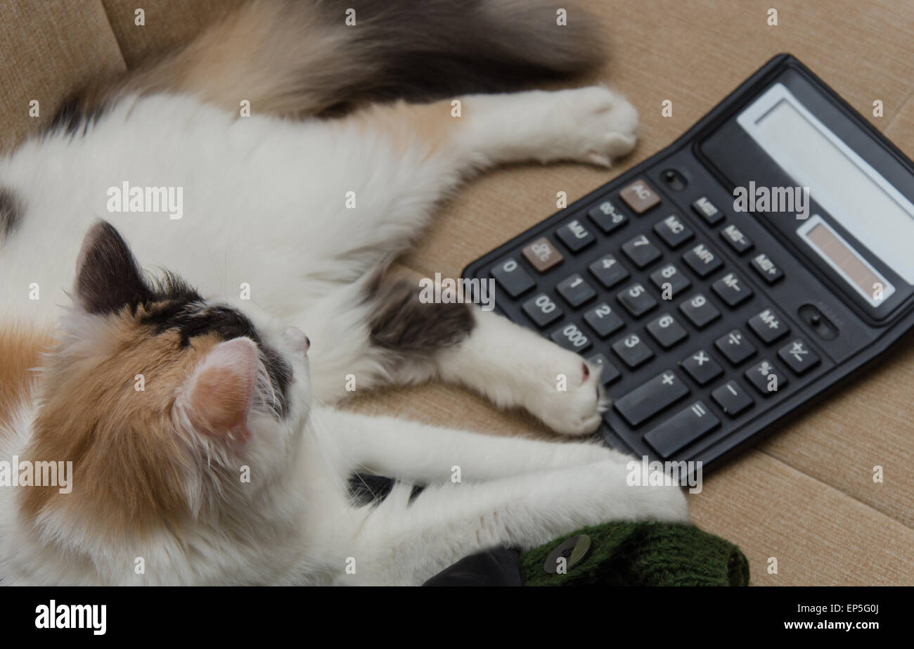 Cat with calculate on the home bed Stock Photo - Alamy